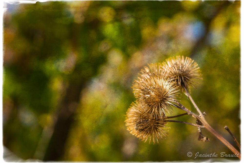 Velcro de la nature | Jacinthe Brault